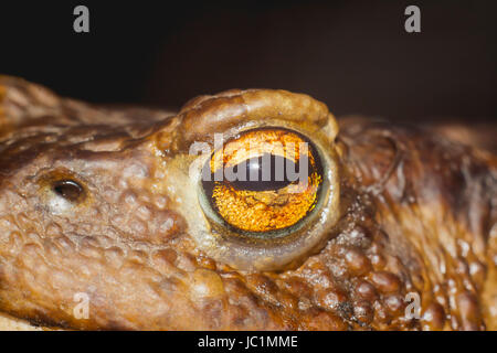 skin of ground toad extreme closeup Stock Photo - Alamy