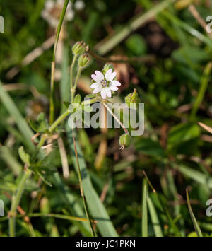 Wild flower, one of the Cranesbill family Stock Photo - Alamy