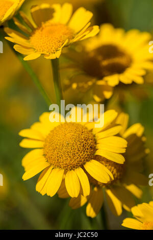small convolute flowers of camomile in garden Stock Photo - Alamy