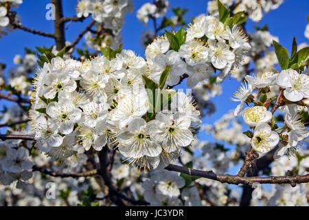 Beautiful flowering plums tree in your spring looks Stock Photo - Alamy