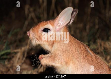 Portrait of a South African springhare (Pedetes capensis Stock Photo ...