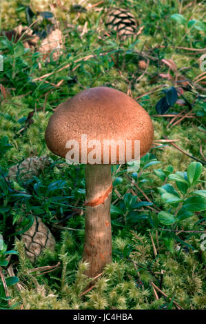 red-banded webcap (Cortinarius armillatus Stock Photo - Alamy