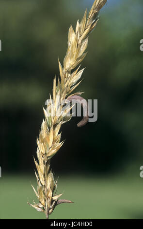 Rye ergot fungus (Claviceps purpurea) growing on wild grass Stock Photo ...