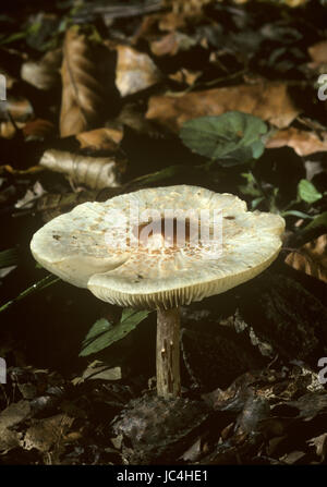 Stinking Parasol lepiota cristata Stock Photo - Alamy