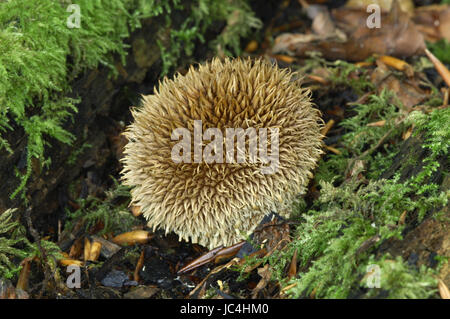 Spiny Puffball (Lycoperdon echinatum Stock Photo - Alamy