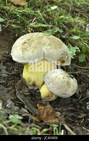 Rooting Bolete - Boletus radicans Stock Photo - Alamy