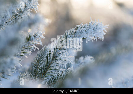 Fichte, Fichtenzweig im Winter mit Reif, Raureif, Gewöhnliche Fichte ...