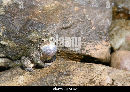 American toad at backyard pond Stock Photo - Alamy