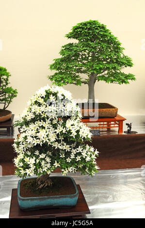 Japanese Bonsai Tree's on display Stock Photo - Alamy