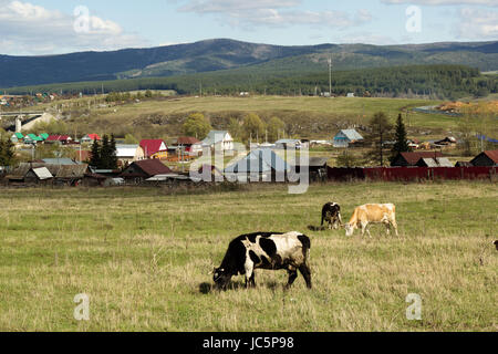 landscape with the Ural mountains, village and cows on the meadow Stock ...