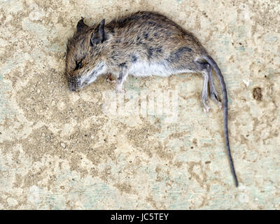 A small dead mouse Stock Photo - Alamy