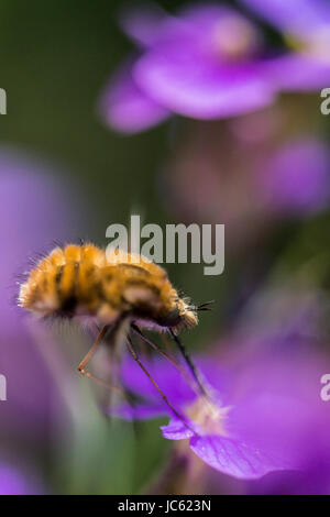Fluffy orange Dark-Edged Bee-fly / Bombylius major resting on leaf in ...