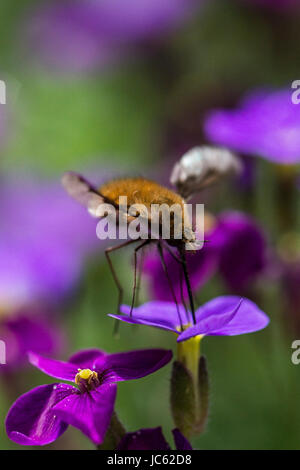 Fluffy orange Dark-Edged Bee-fly / Bombylius major resting on leaf in ...