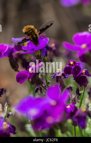 Fluffy orange Dark-Edged Bee-fly / Bombylius major resting on leaf in ...