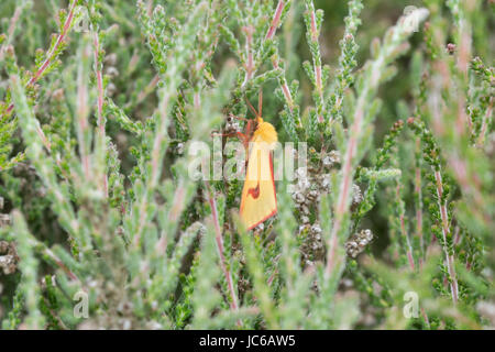 Male yellow Clouded Buff moth (Diacrisia sannio) foraging on Stock ...