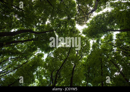 Silhouettes of green maple treetops against the sky Stock Photo - Alamy