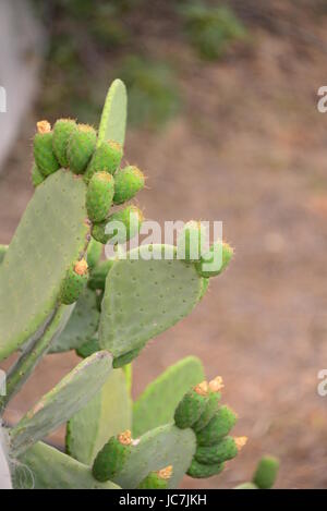 feige cactus - spain Stock Photo - Alamy