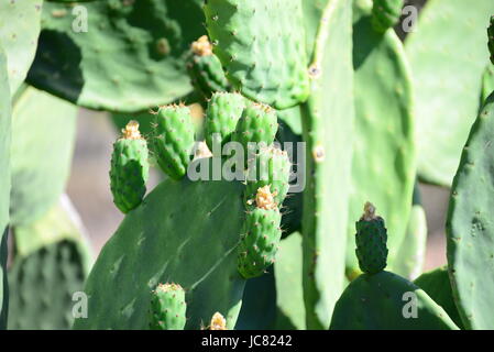 feige cactus - spain Stock Photo - Alamy