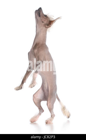 dog dancing - chinese crested puppy dancing on white background Stock ...