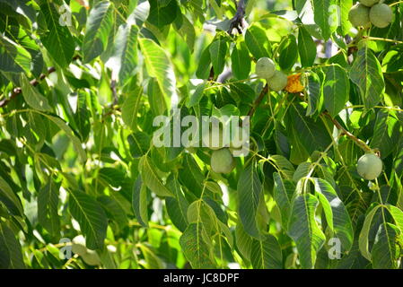 walnut tree - spain Stock Photo - Alamy