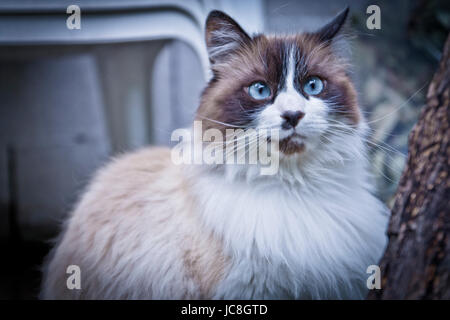 blue colourpoint ragdoll cat Stock Photo - Alamy