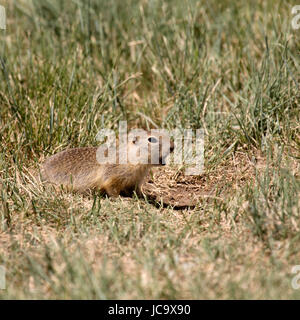 A gopher, also known as Richardson's ground squirrel, at Horsethief ...