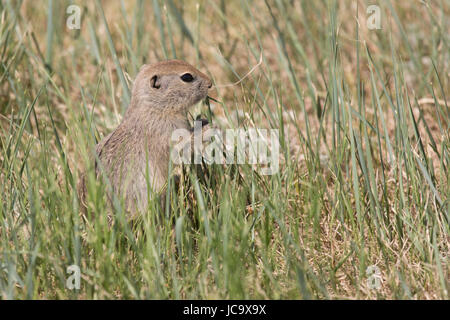 A gopher, also known as Richardson's ground squirrel, at Horsethief ...