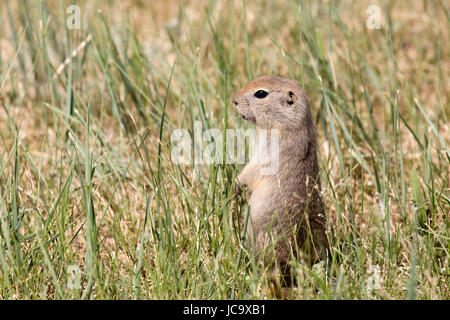 A gopher, also known as Richardson's ground squirrel, at Horsethief ...