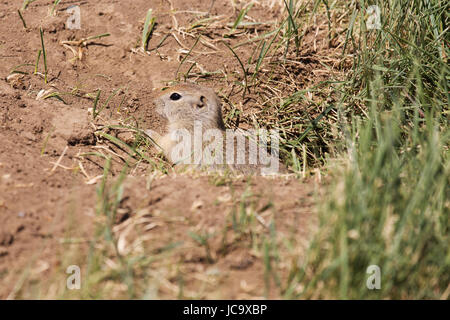 A gopher, also known as Richardson's ground squirrel, at Horsethief ...