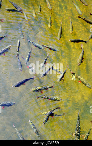 Common rudd (Scardinius erythrophthalmus), bentho-pelagic freshwater ...