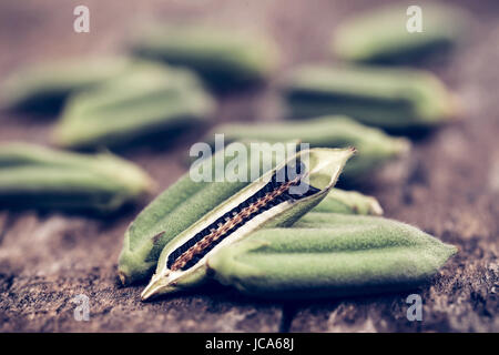 Sesame pods on plant (Sesamum indicum) - USA Stock Photo - Alamy