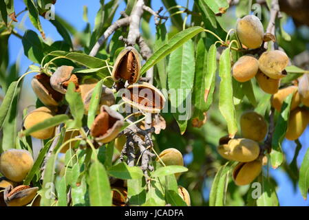 almond just before the harvest - spain Stock Photo - Alamy