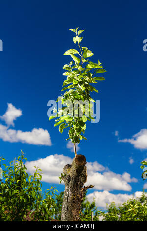Revived apple tree Stock Photo - Alamy