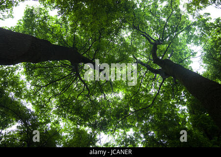 Silhouettes of green maple treetops against the sky Stock Photo - Alamy