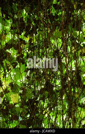 A close up shot of overgrown vines Stock Photo - Alamy
