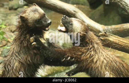wolverine (Gulo gulo), portrait, snarling Stock Photo - Alamy