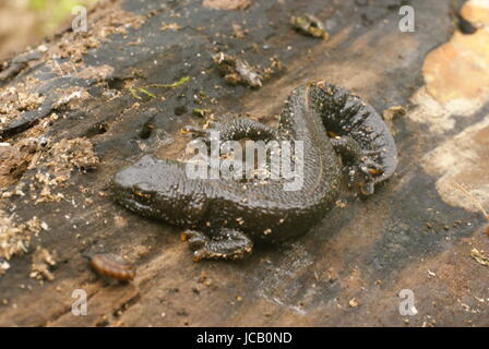 newt on bark Stock Photo - Alamy