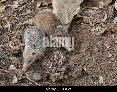Tailless tenrec or Common tenrec (Tenrec ecaudatus), Peyrieras Nature ...