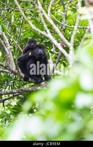 Baby monkey holding on to his moms back as the maneuvers thru the ...