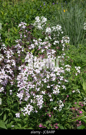 Hesperis matronalis (Dames's violet, Sweet rocket) flowering in an ...