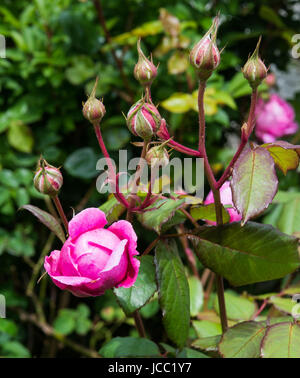 Flowering ‘Royal Jubilee’ English Rose Stock Photo - Alamy