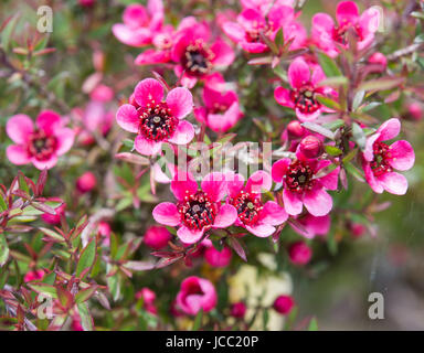 Flowers of manuka myrtle (Leptospermum scoparium). Selective focus with ...