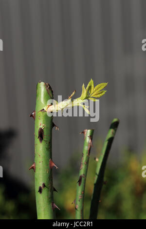 New shoots growing from rose cuttings Stock Photo - Alamy