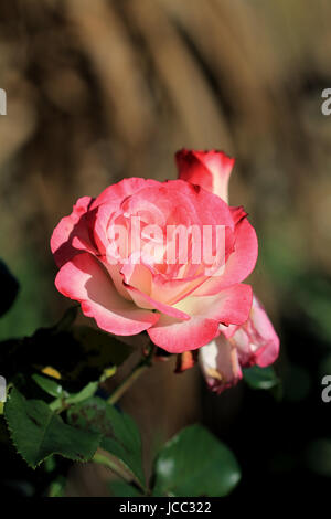 A beautiful single rose in full bloom growing in the bright summer sun ...