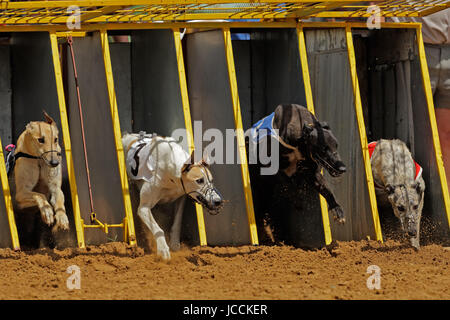 Greyhounds emerging from the starting cages during a race Stock Photo ...