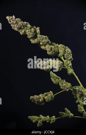 Trimmed cannabis plant (green crack marijuana strain) with late flowers ...