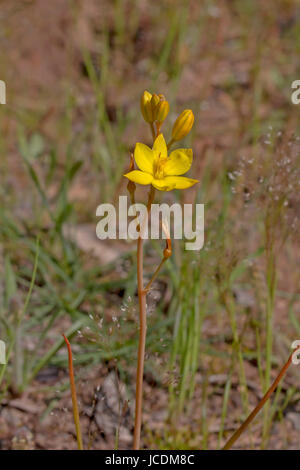 Bulbine Lily (Bulbine bulbosa Stock Photo - Alamy