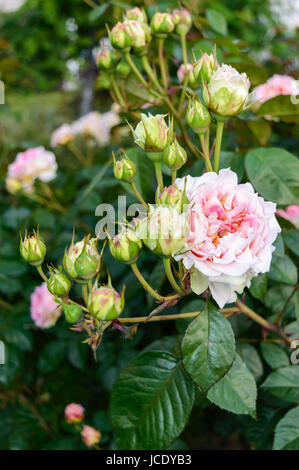 Closeup of the blossomed delicate pink rose in the garden Stock Photo ...