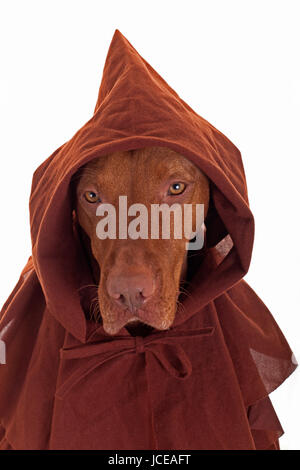 dog wearing medieval monk costume on white background Stock Photo - Alamy