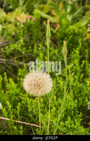 single dandelion on the meadow, selective focus Stock Photo - Alamy